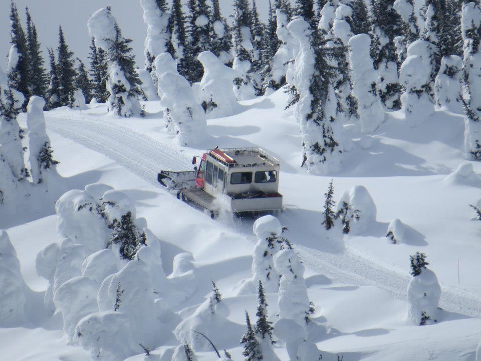 Cat skiing store